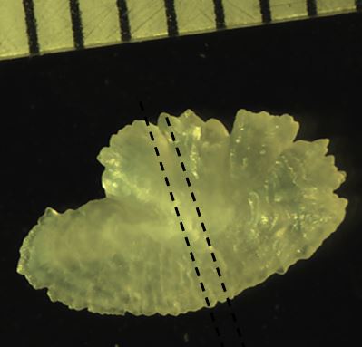Methodology – Otolith Lab